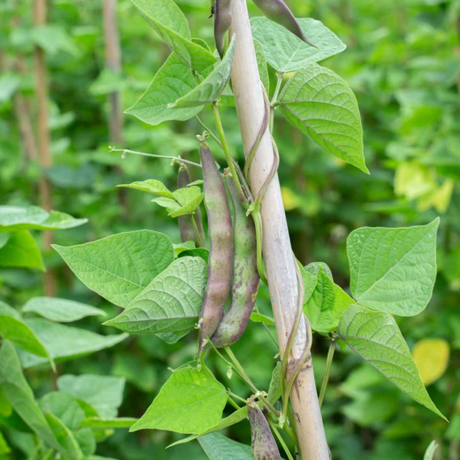 Réussir la culture du Haricot | Association Kokopelli