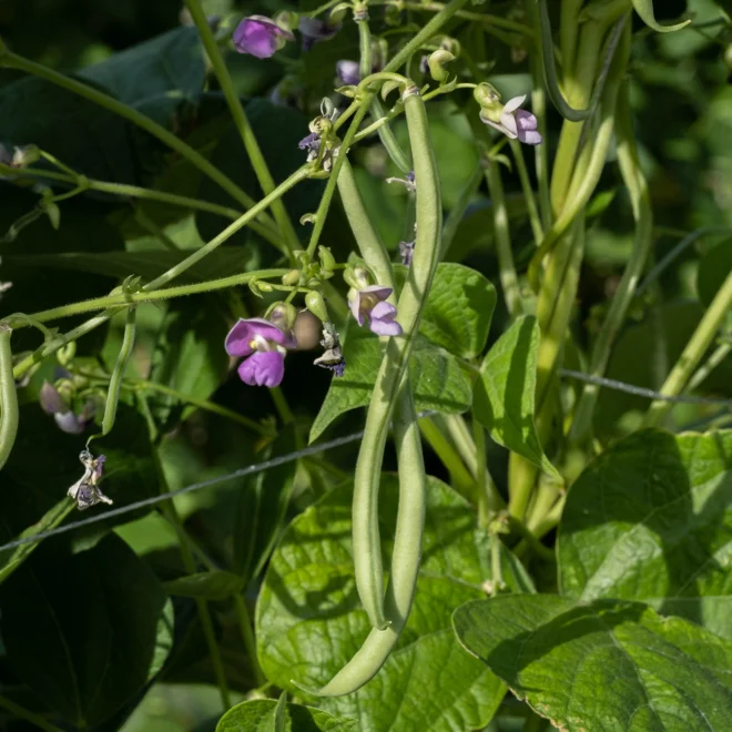 Réussir la culture du Haricot | Association Kokopelli