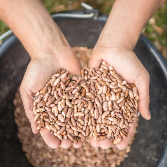 Réussir la culture du Haricot | Association Kokopelli