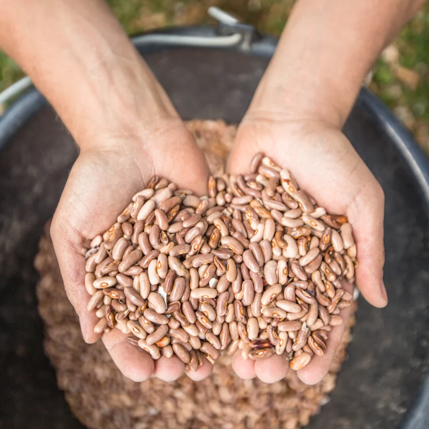 Réussir la culture du Haricot | Association Kokopelli