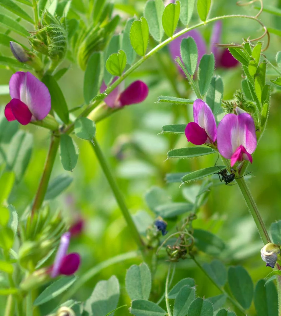 Comprendre la texture de son sol : sable, limon, argile | Association ...