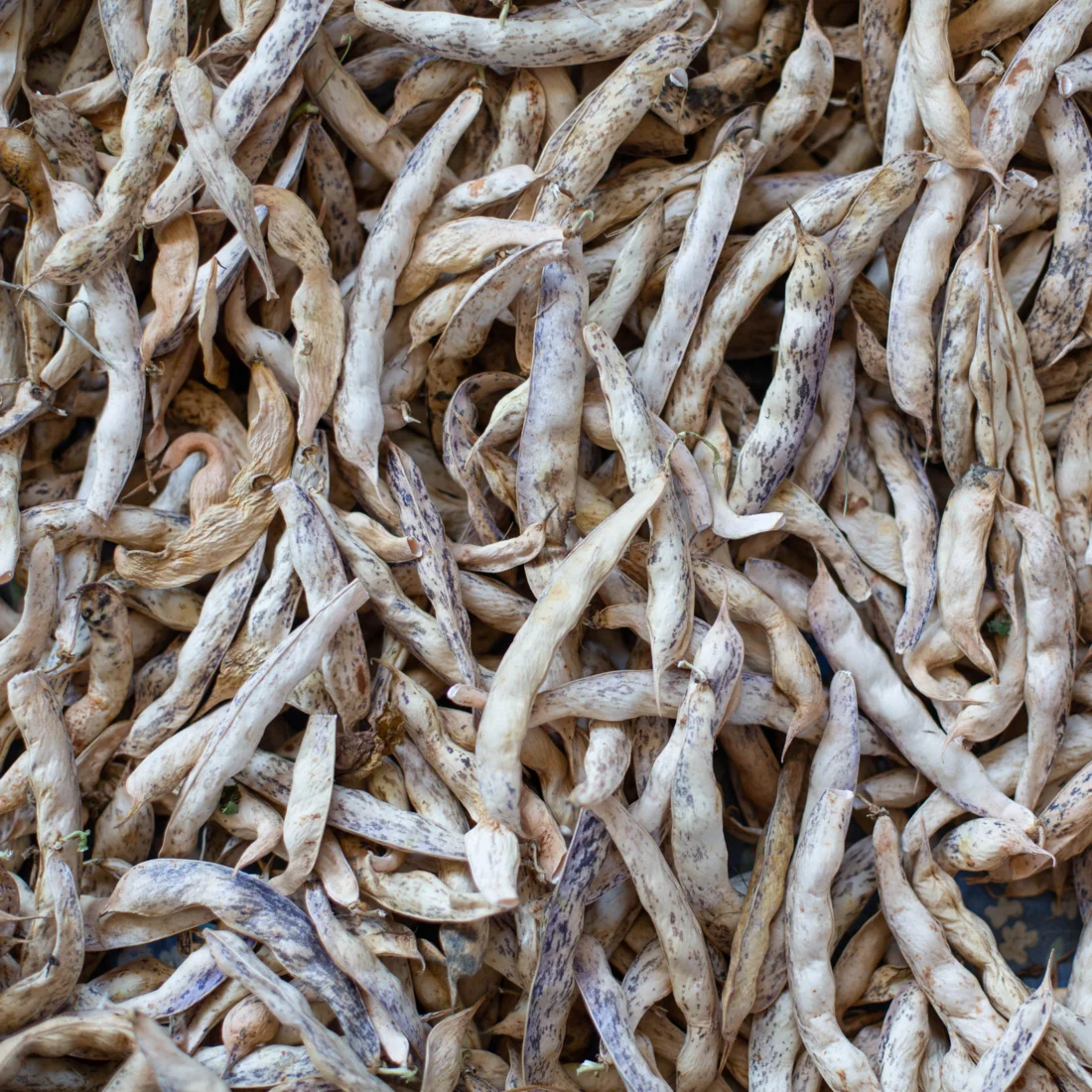 Réussir la culture du Haricot | Association Kokopelli