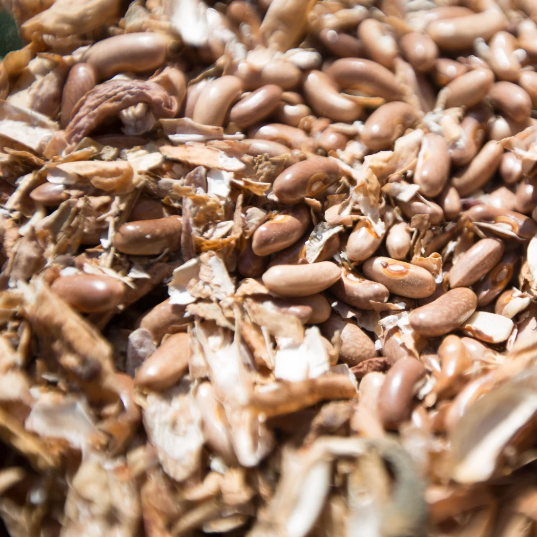 Réussir la culture du Haricot | Association Kokopelli