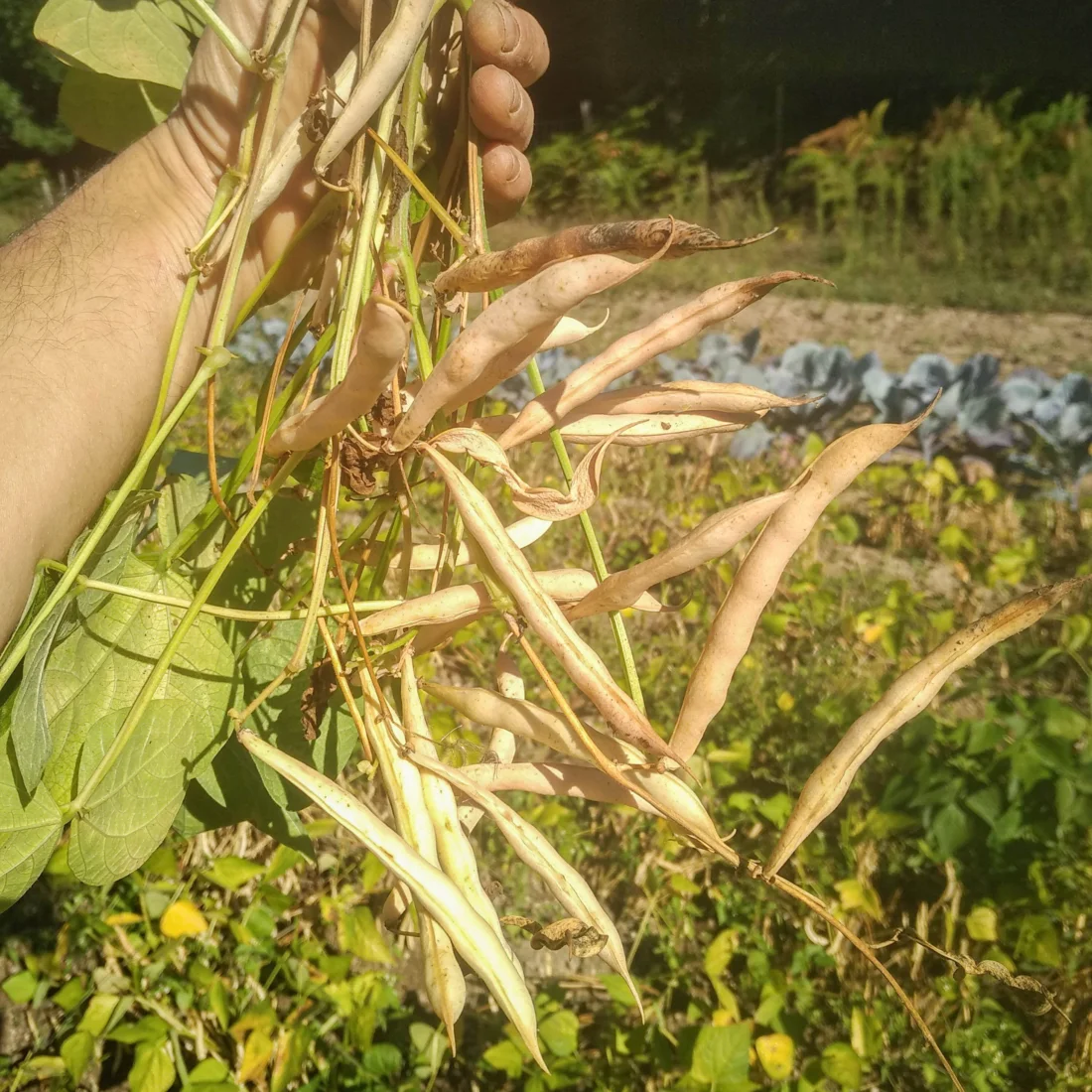 Réussir la culture du Haricot | Association Kokopelli