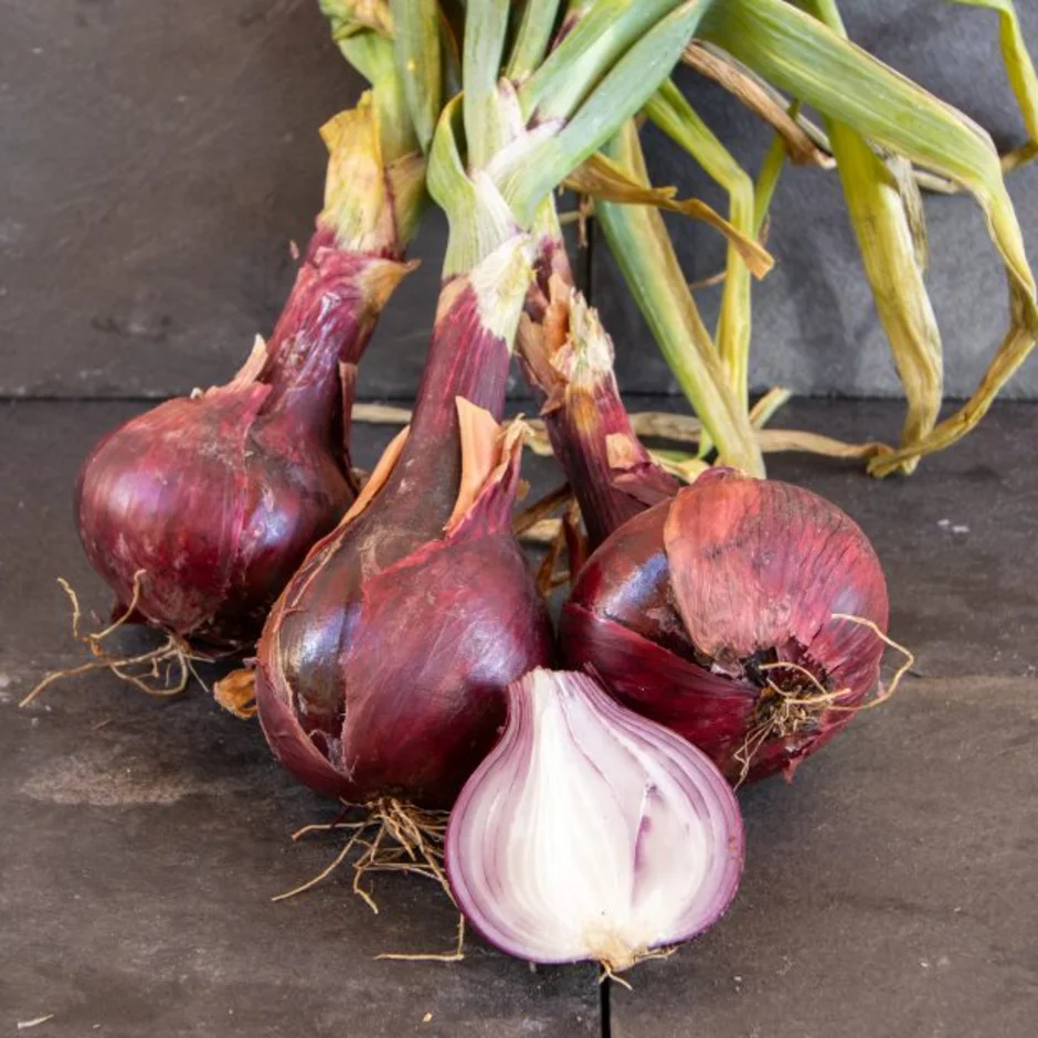 Quand et comment planter les oignons ? | Association Kokopelli