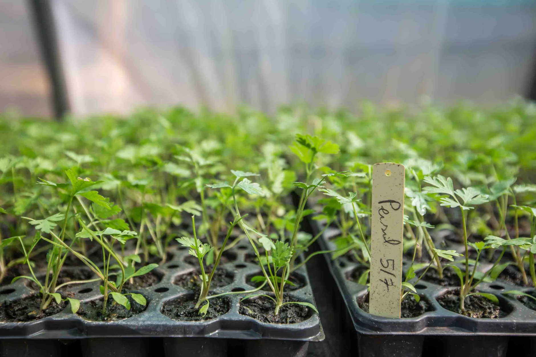 Réussir la culture du Persil | Association Kokopelli