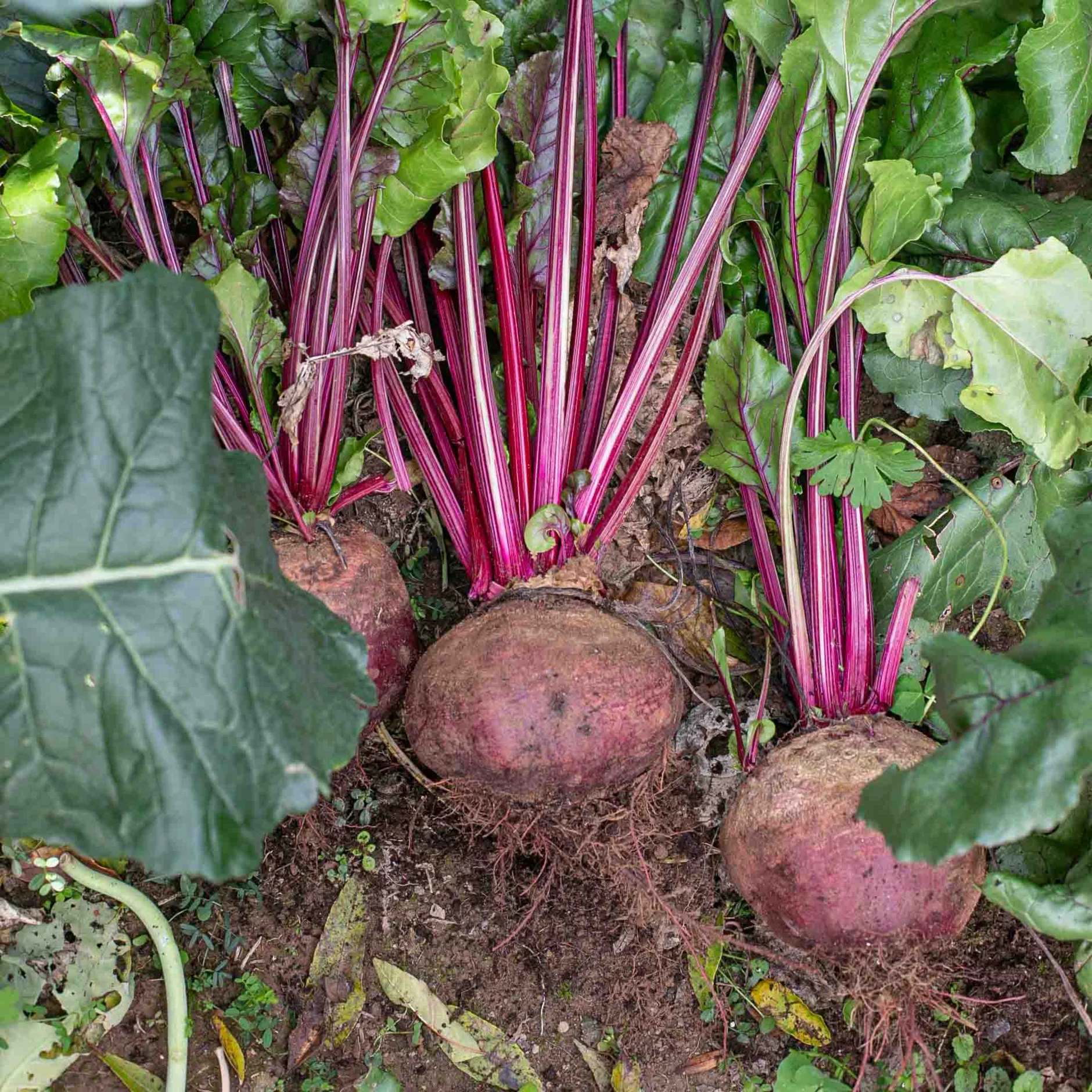 Réussir la culture de la Betterave | Association Kokopelli