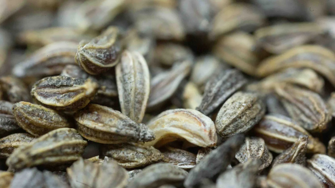 Réussir la culture du Persil | Association Kokopelli