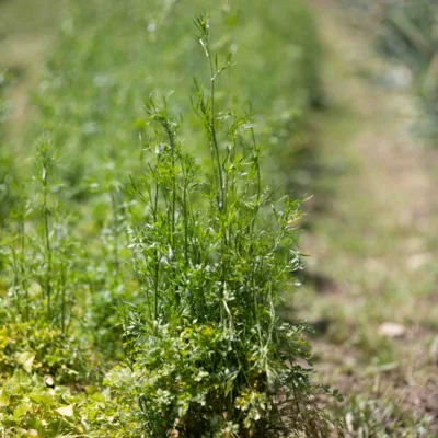 Réussir la culture du Persil | Association Kokopelli