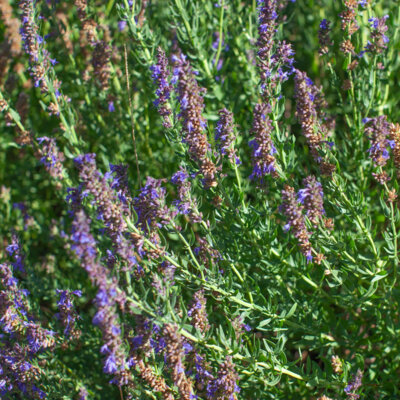 Hysope - Hyssopus officinalis | Association Kokopelli