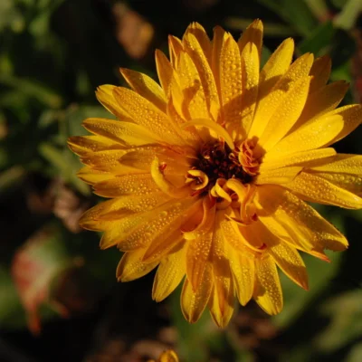 Soucis - Solar Flashback Mix | Association Kokopelli