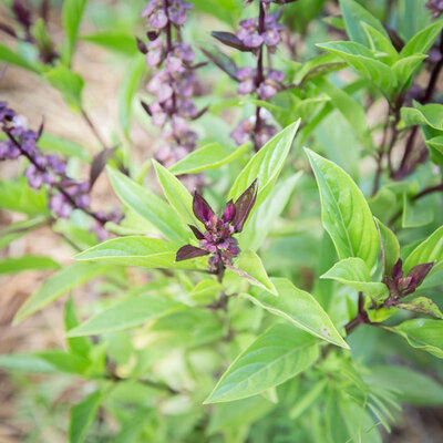 Basilics - Queen Of Sheba | Association Kokopelli