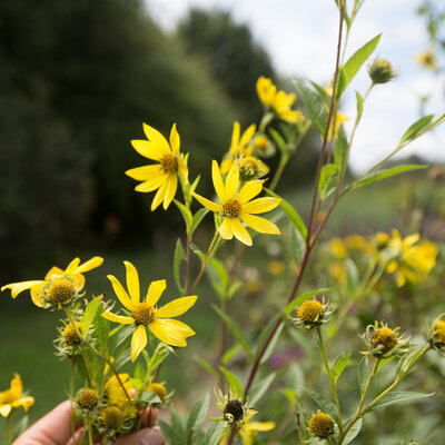 Helianthus - Hélianthe Géant | Association Kokopelli