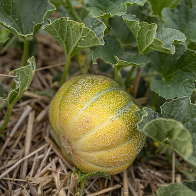 Melons - Vert Grimpant | Association Kokopelli