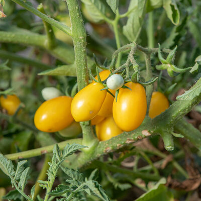 Tomate-Cerise Jaune - Prune Jaune | Association Kokopelli