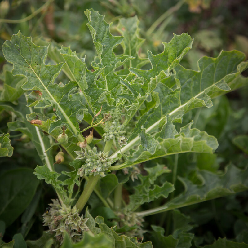 Jaborosa - Jaborose Cultivée