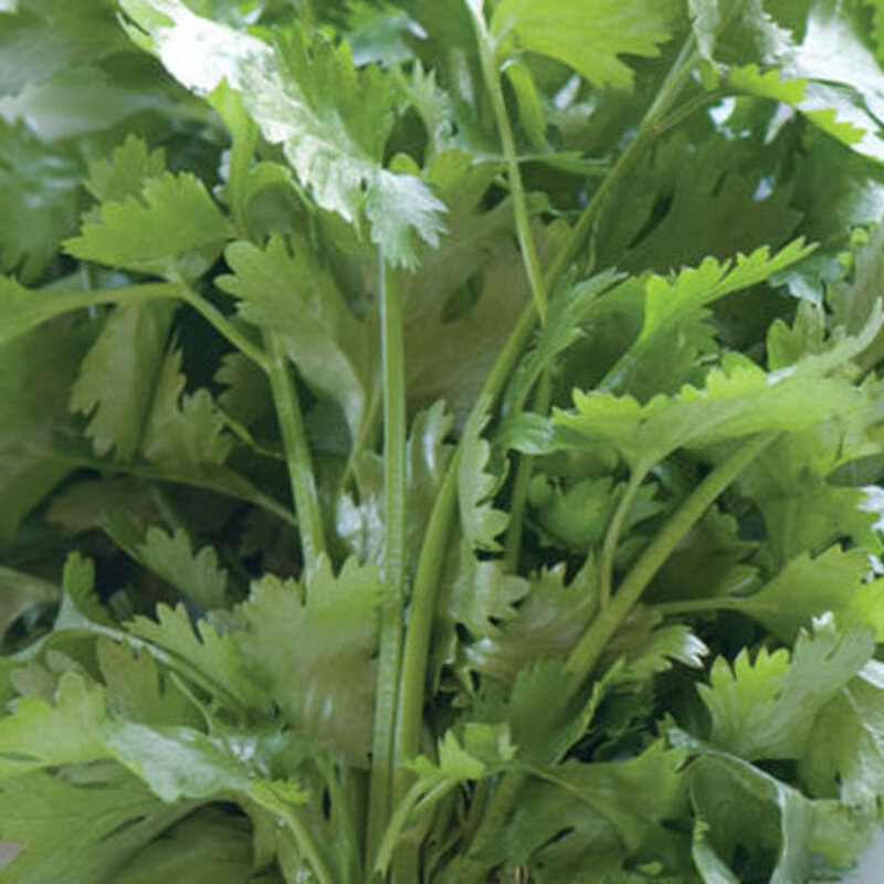 Coriandres - Santo | Association Kokopelli