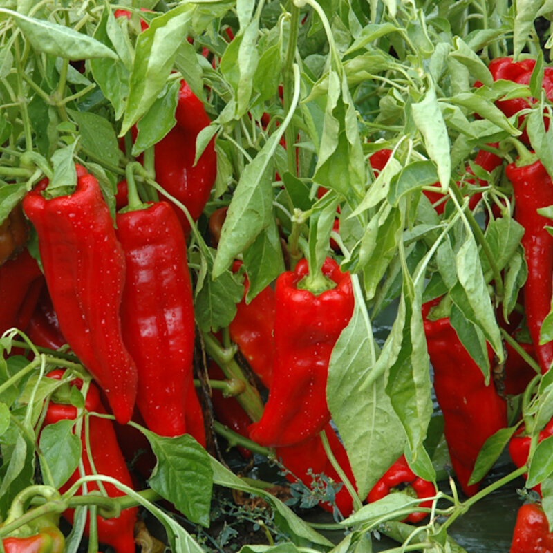 Piment Doux / Poivron - Joelene Red Italian | Association Kokopelli