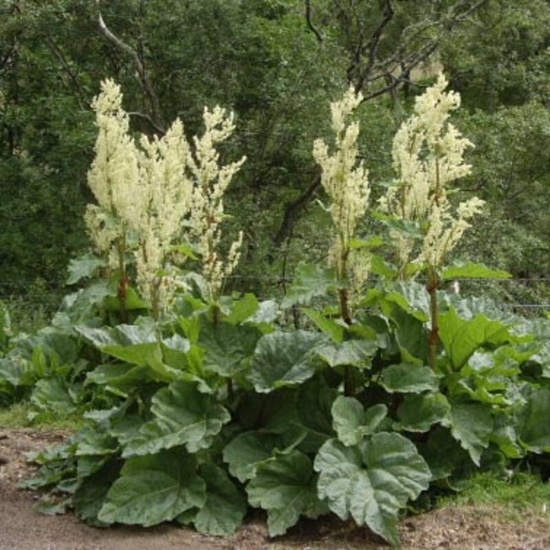 Rhubarbes - Rhubarbe Officinale | Association Kokopelli