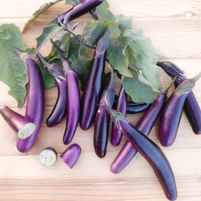 Aubergines - Pink Lady | Association Kokopelli