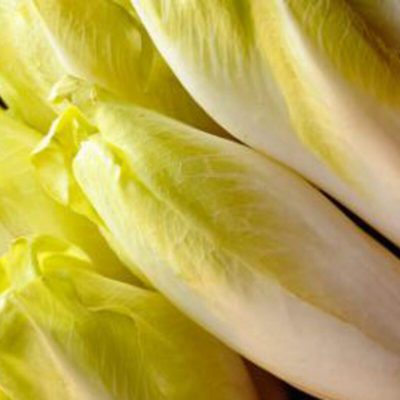 Chicorée Endive - Endive de Bruxelles / Witloof | Association Kokopelli