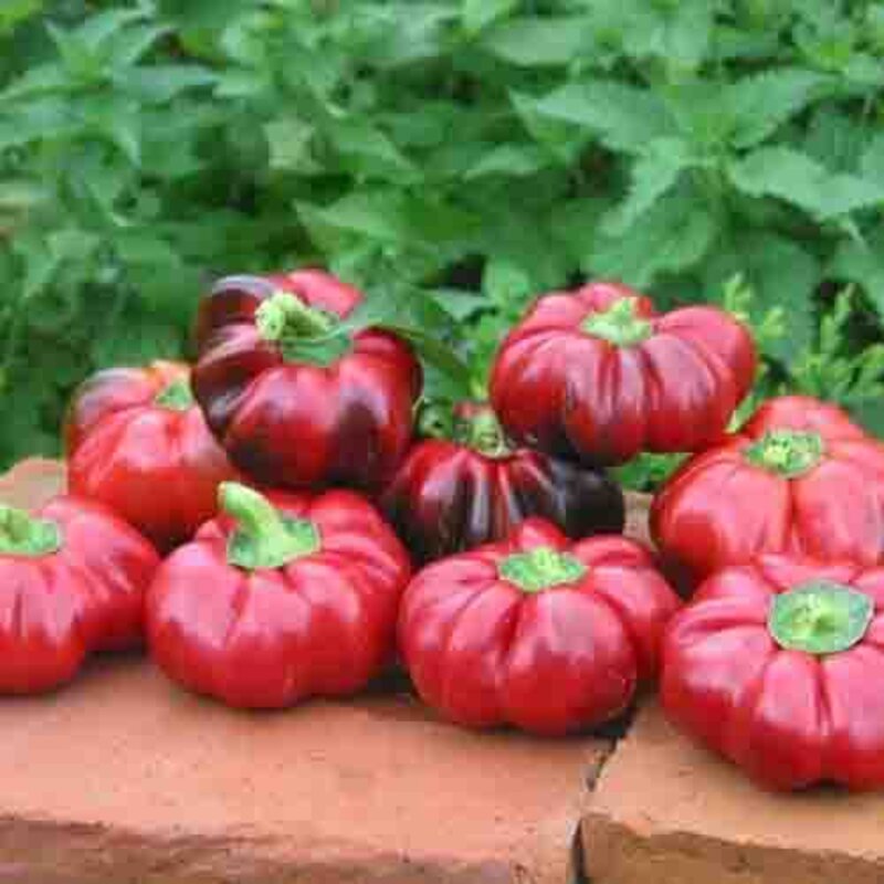 Piment Doux / Poivron - Pimento Super Red | Association Kokopelli