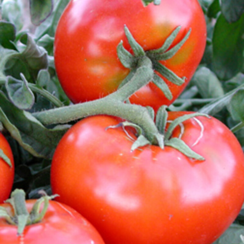 Tomate Rouge - Santiam | Association Kokopelli