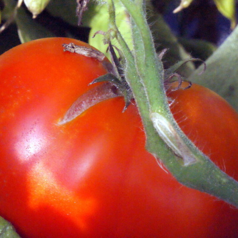 Tomate Rouge - Bulgarian Triumph | Association Kokopelli