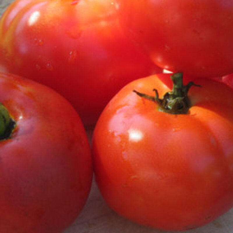 Tomate Rouge - Oregon Spring | Association Kokopelli