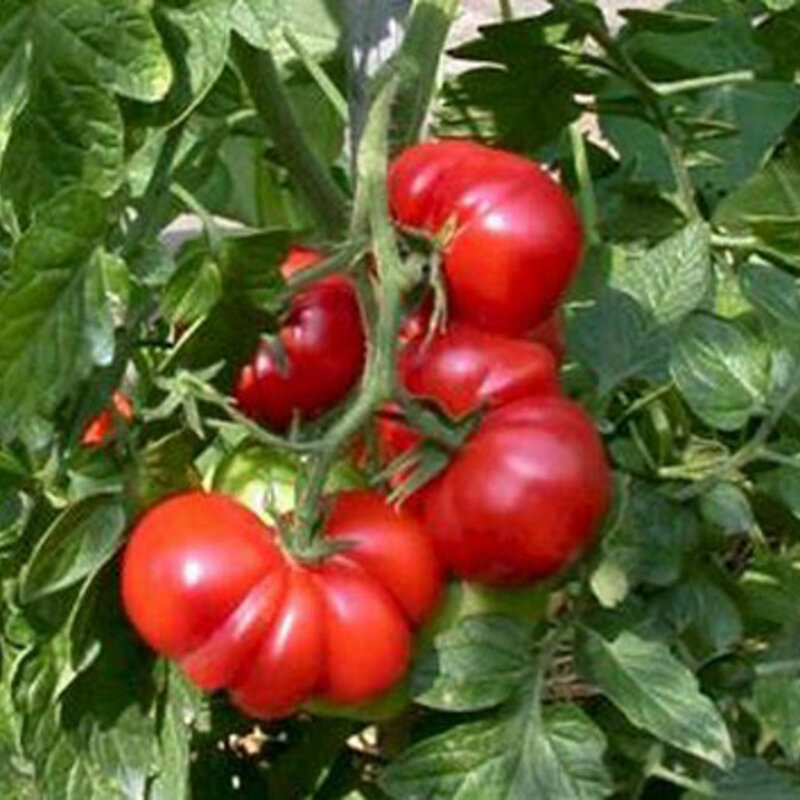 Tomate Rouge - Trèfle du Togo | Association Kokopelli