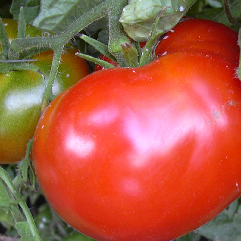 Tomate Rouge - Livingston’s Favorite | Association Kokopelli
