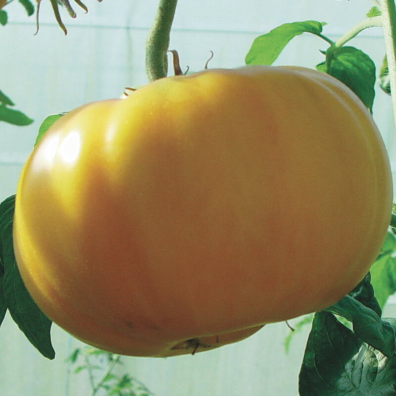 Tomate Jaune - Yellow Brandywine | Association Kokopelli