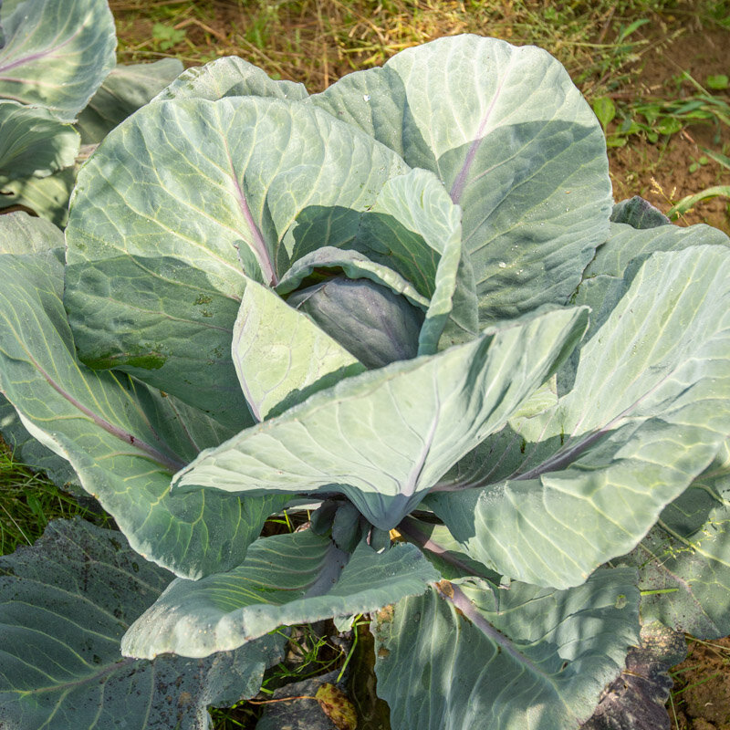 Chou Cabus Rouge - Acre Rouge | Association Kokopelli