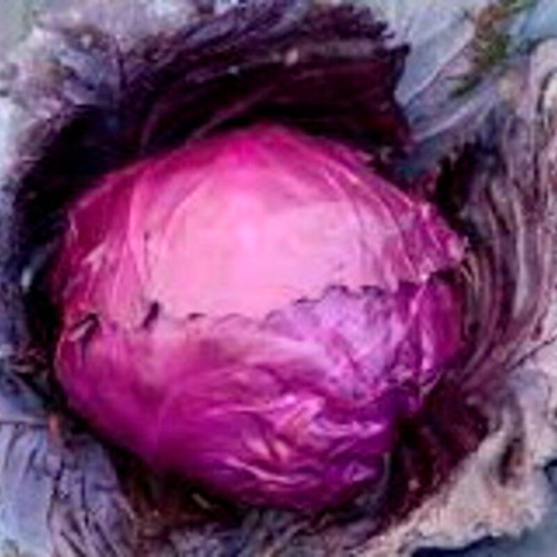 Chou Cabus Rouge - Red Express | Association Kokopelli