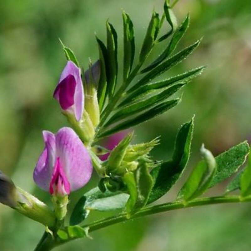 Vesces - Commune | Association Kokopelli