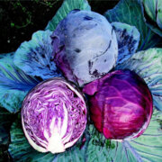 Graines de choux rouges | Association Kokopelli