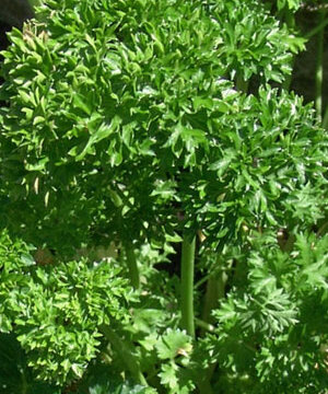 Graines de persils | Association Kokopelli