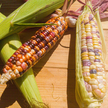 Courges Maxima - Pink Banana Jumbo | Association Kokopelli