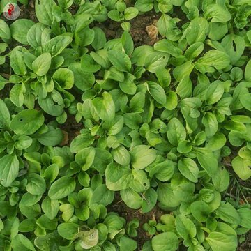 Graines de fedia | Association Kokopelli