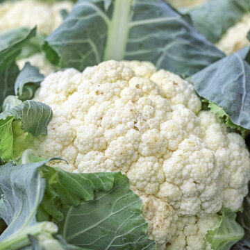 Graines de choux fleurs | Association Kokopelli