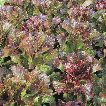 Choux Fleurs - Violet de Sicile | Association Kokopelli