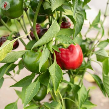 Tomate Rouge - Calabash Red | Association Kokopelli