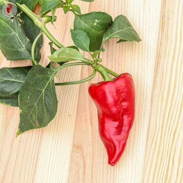 Tomate Rouge - Calabash Red | Association Kokopelli