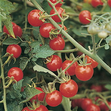 Graines de tomates-cerises | Association Kokopelli