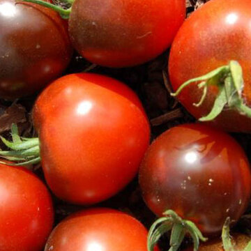 Graines de légumes-fruits | Association Kokopelli