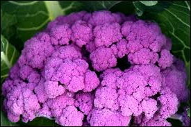 Graines de choux fleurs | Association Kokopelli