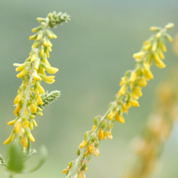 Graines de mélilot | Association Kokopelli