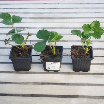 Plans de fraisiers | Association Kokopelli