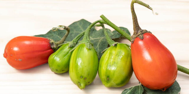 Aubergine Amère africaine - Rouge