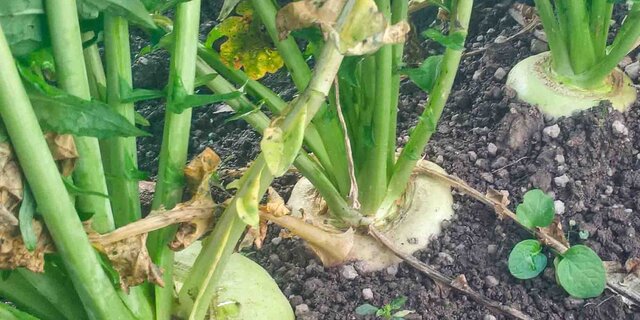 Navets - Rave de Treignac